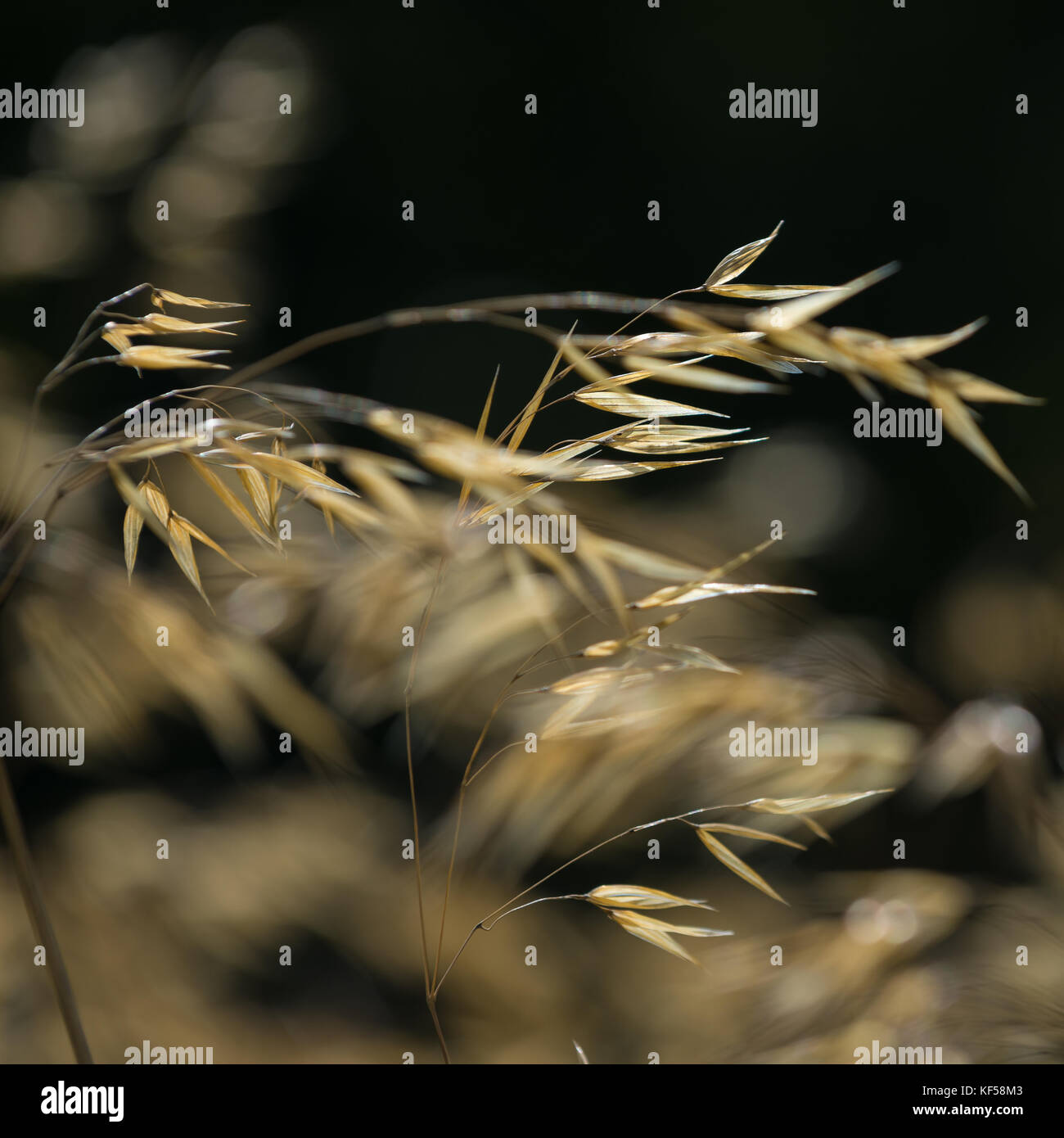 Stipa gigantea commonly known as giant feather grass in Kew Royal ...