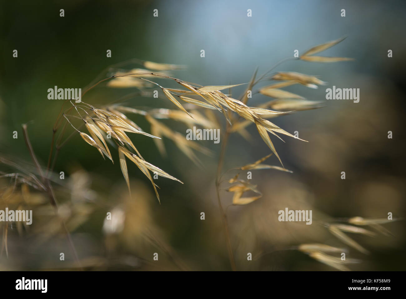 Stipa gigantea commonly known as giant feather grass in Kew Royal ...