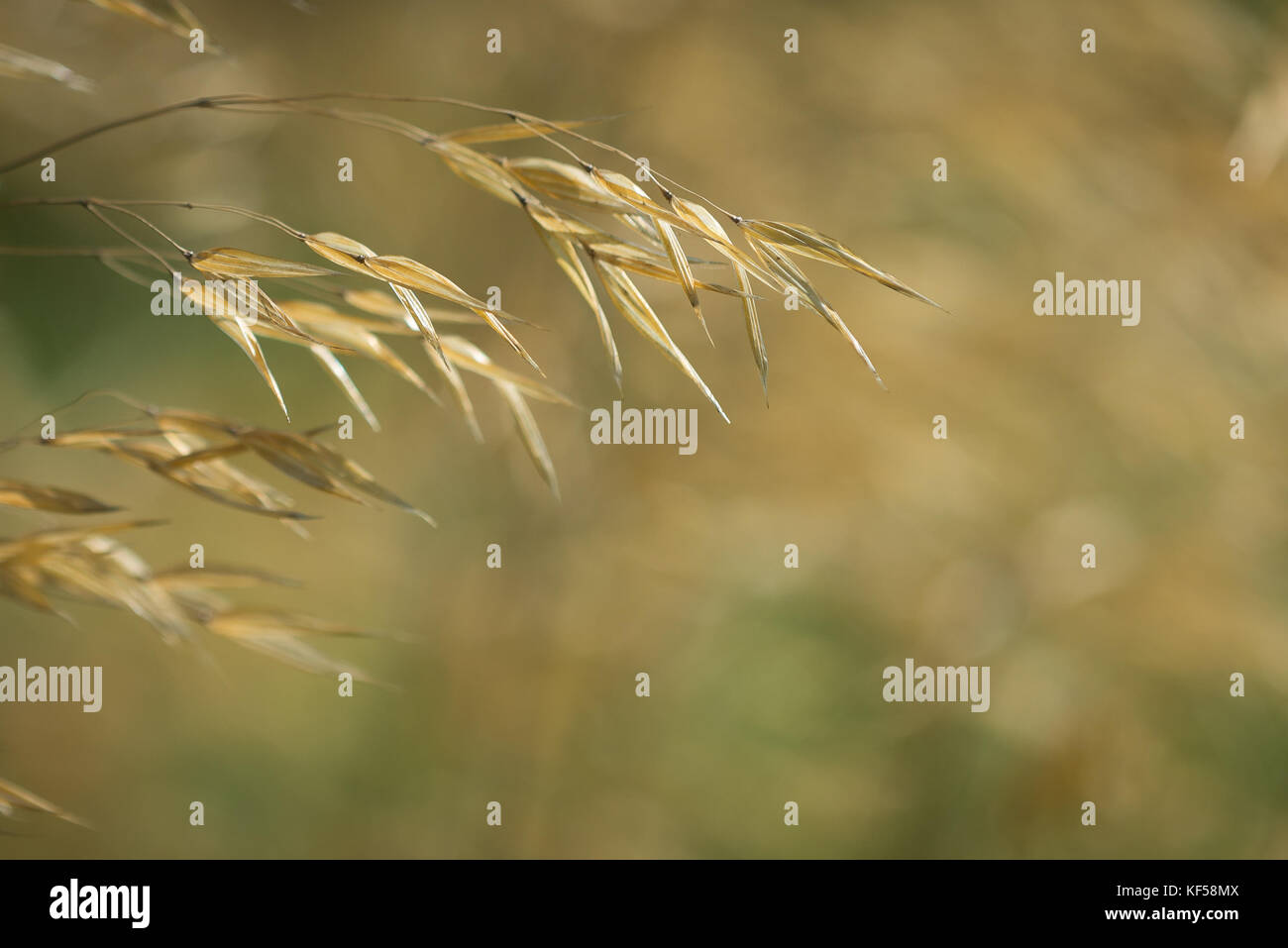 Stipa gigantea commonly known as giant feather grass in Kew Royal ...