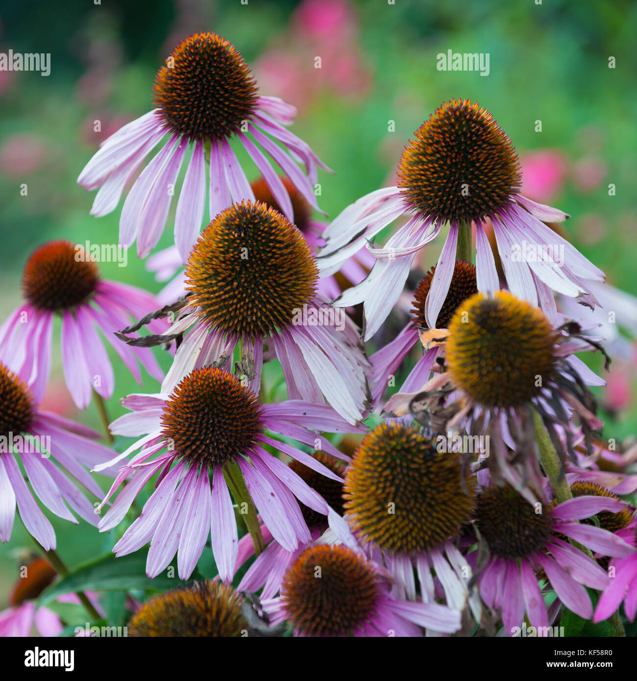 Echinacea purpurea (eastern purple coneflower, hedgehog coneflower] or ...