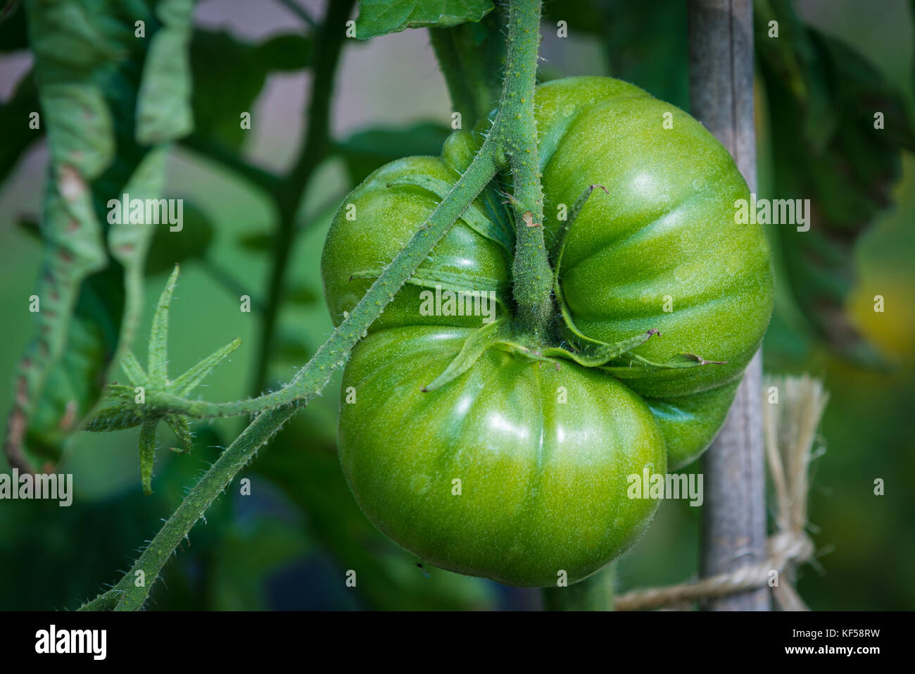 Tomatoes, fruit of the plant Solanum lycopersicum in Kew Botanic ...