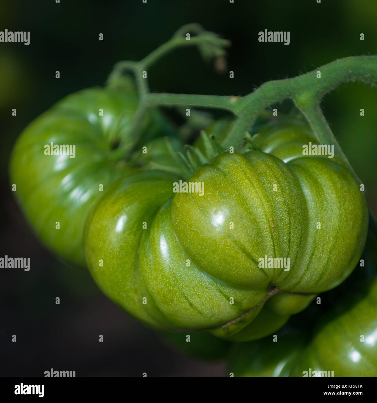 Tomatoes, fruit of the plant Solanum lycopersicum in Kew Botanic ...