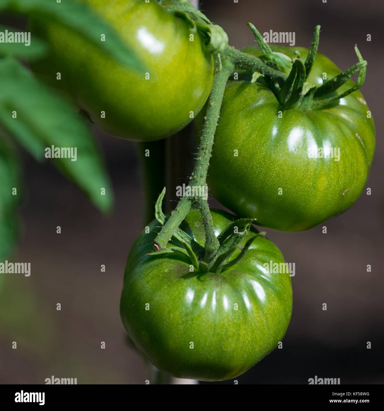 Tomatoes, fruit of the plant Solanum lycopersicum in Kew Botanic ...
