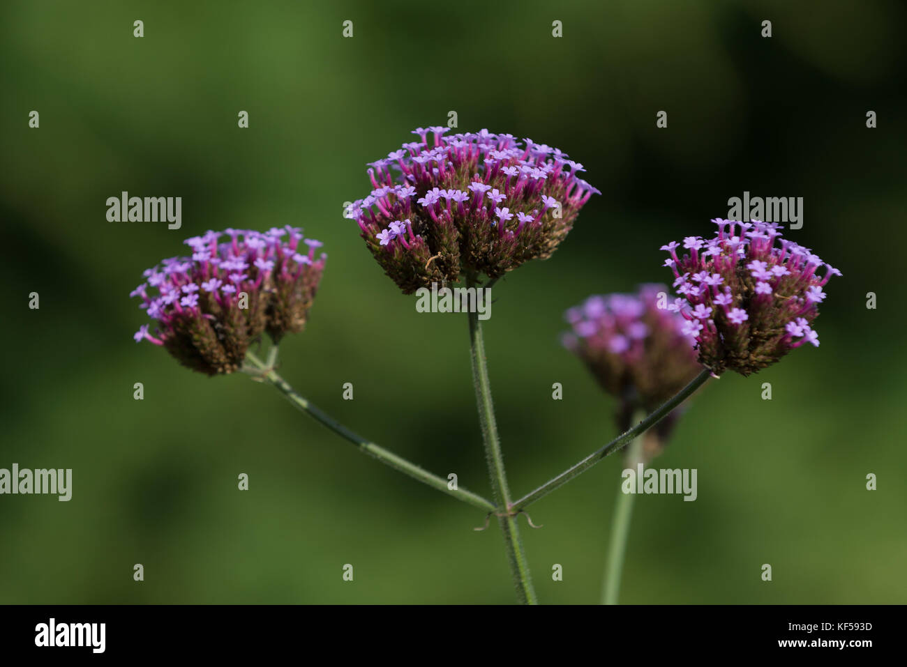Verbena bonariensis (purpletop vervain, clustertop vervain, Argentinian ...