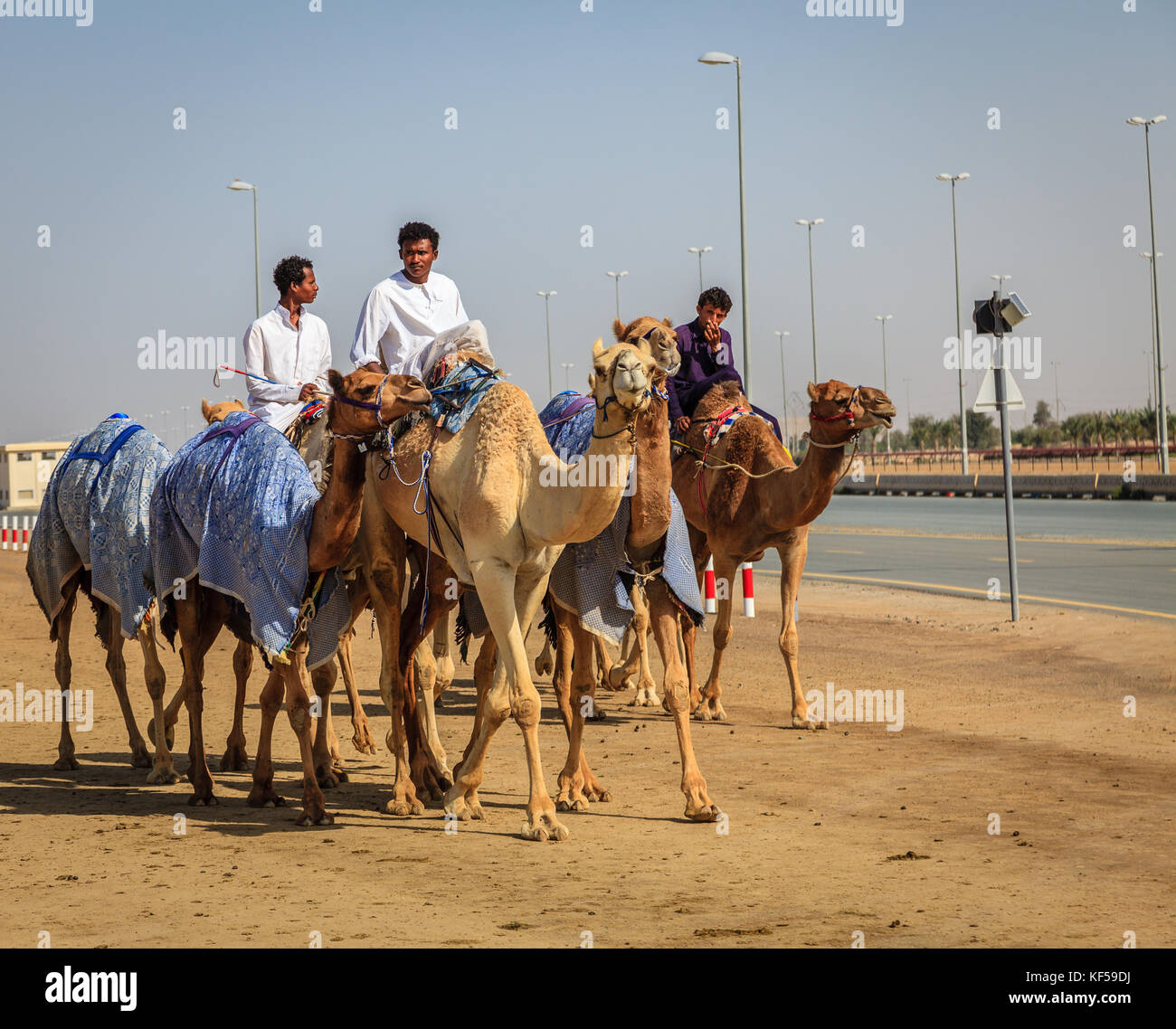 Dubai, United Arab Emirates - March 25, 2016: Practicing for camel ...