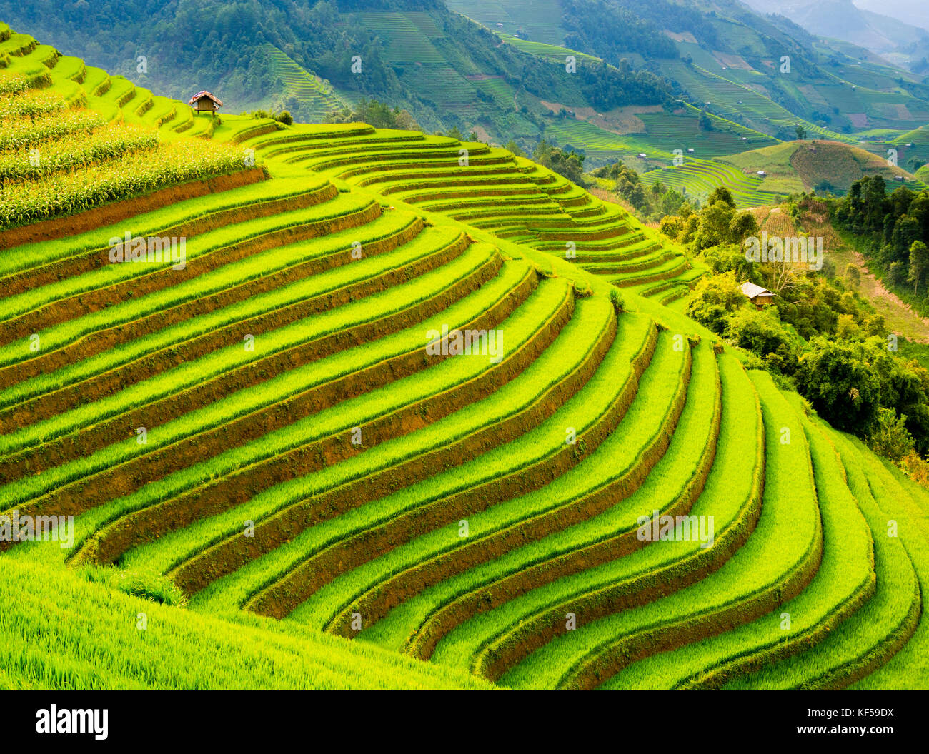 Terraced rice field in the mountains of Mu Cang Chai, Yen Bai Province ...