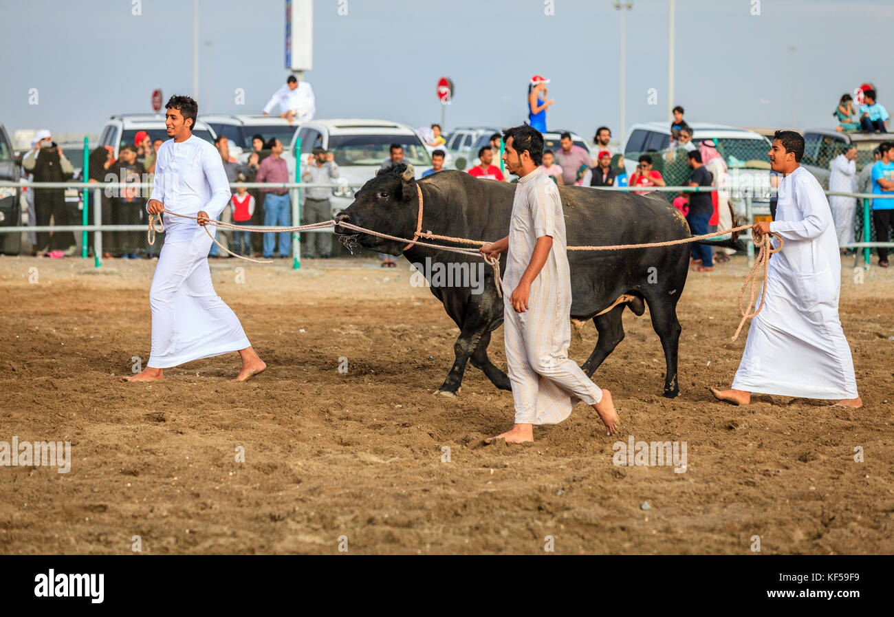 Bull fighting arena hi-res stock photography and images - Alamy