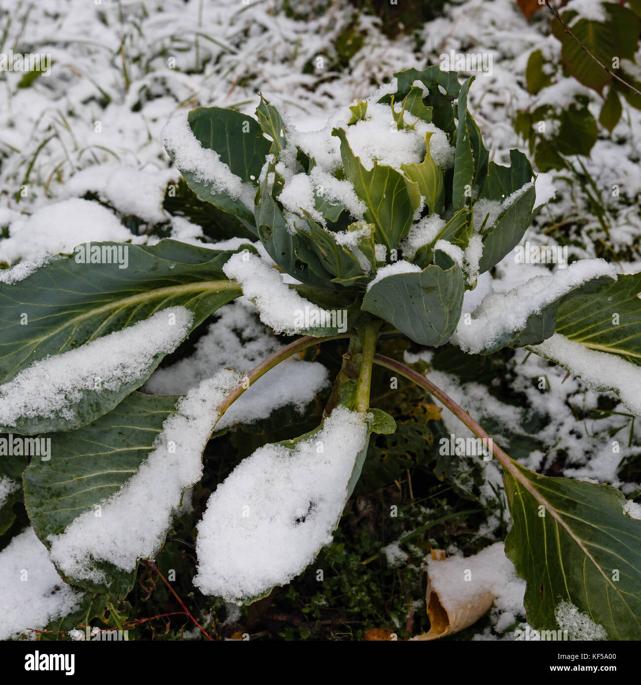 Snow cabbage hi-res stock photography and images - Alamy