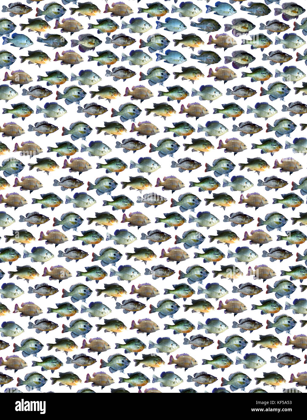 Background fishing pattern formed of a pan fish collage of freshwater ...