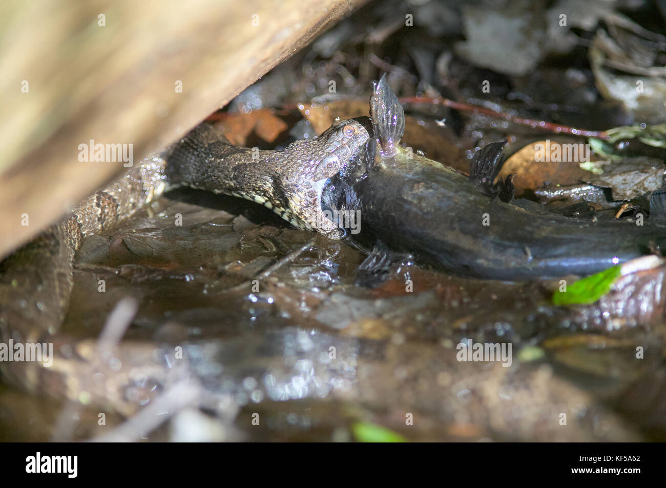 Water moccasin eating a catfish opening its jaws to swallow it whole in ...