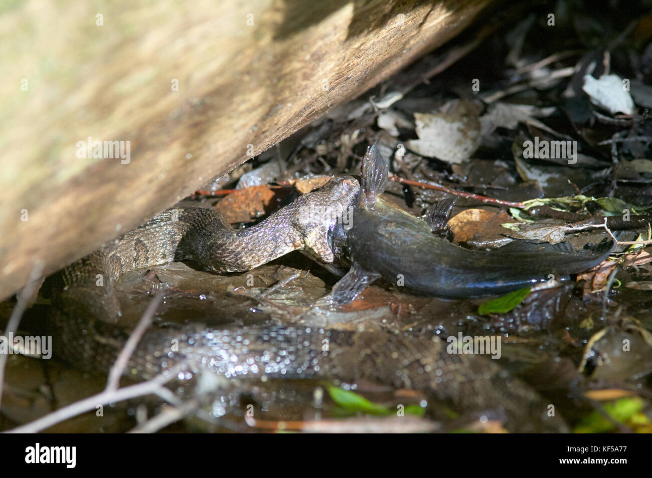 Agkistrodon piscivorus eating catfish at Okefenokee Swamp, Georgia, USA ...