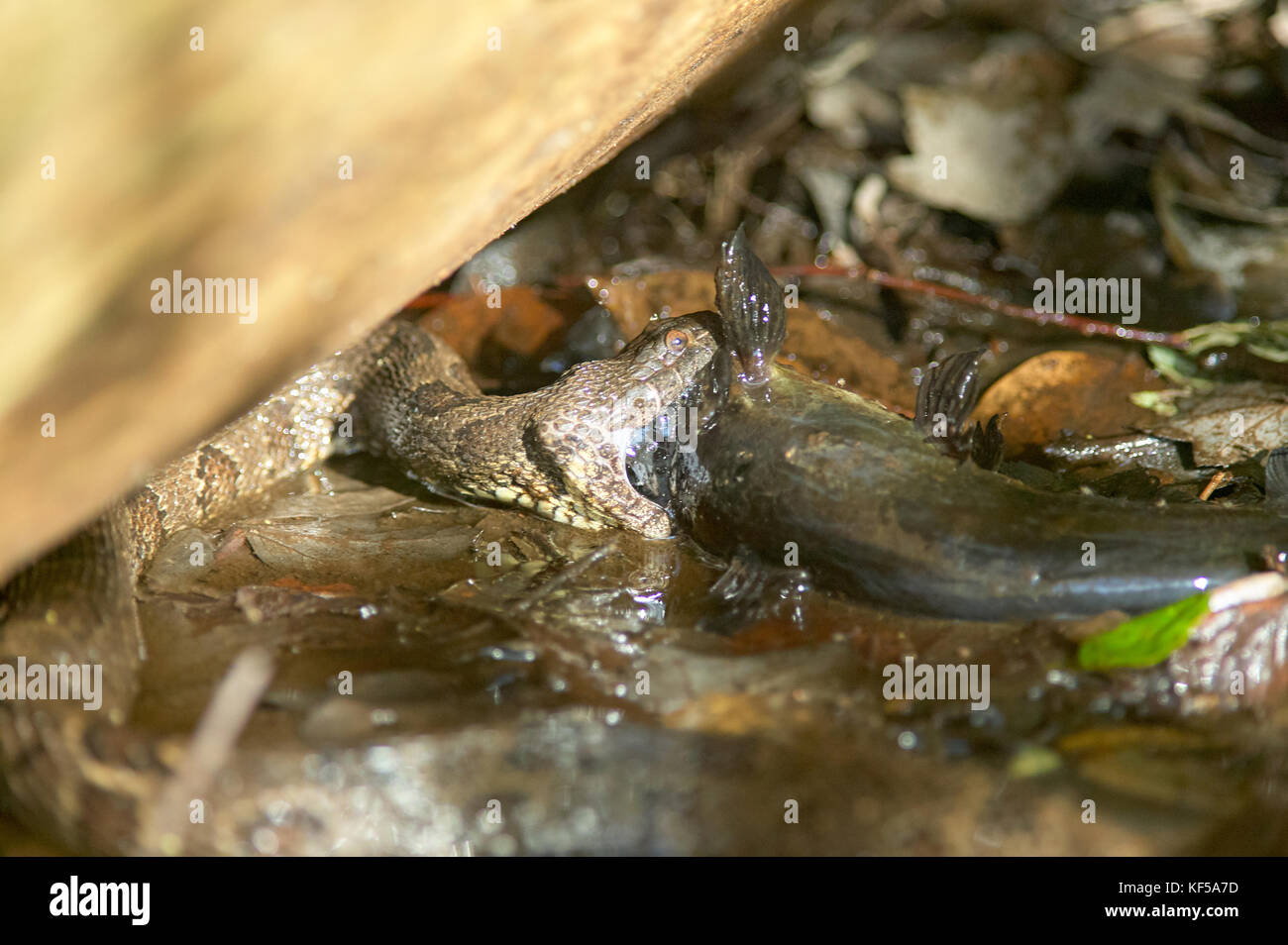 Water moccasin swallowing caught catfish at Okefenokee Swamp, USA Stock ...