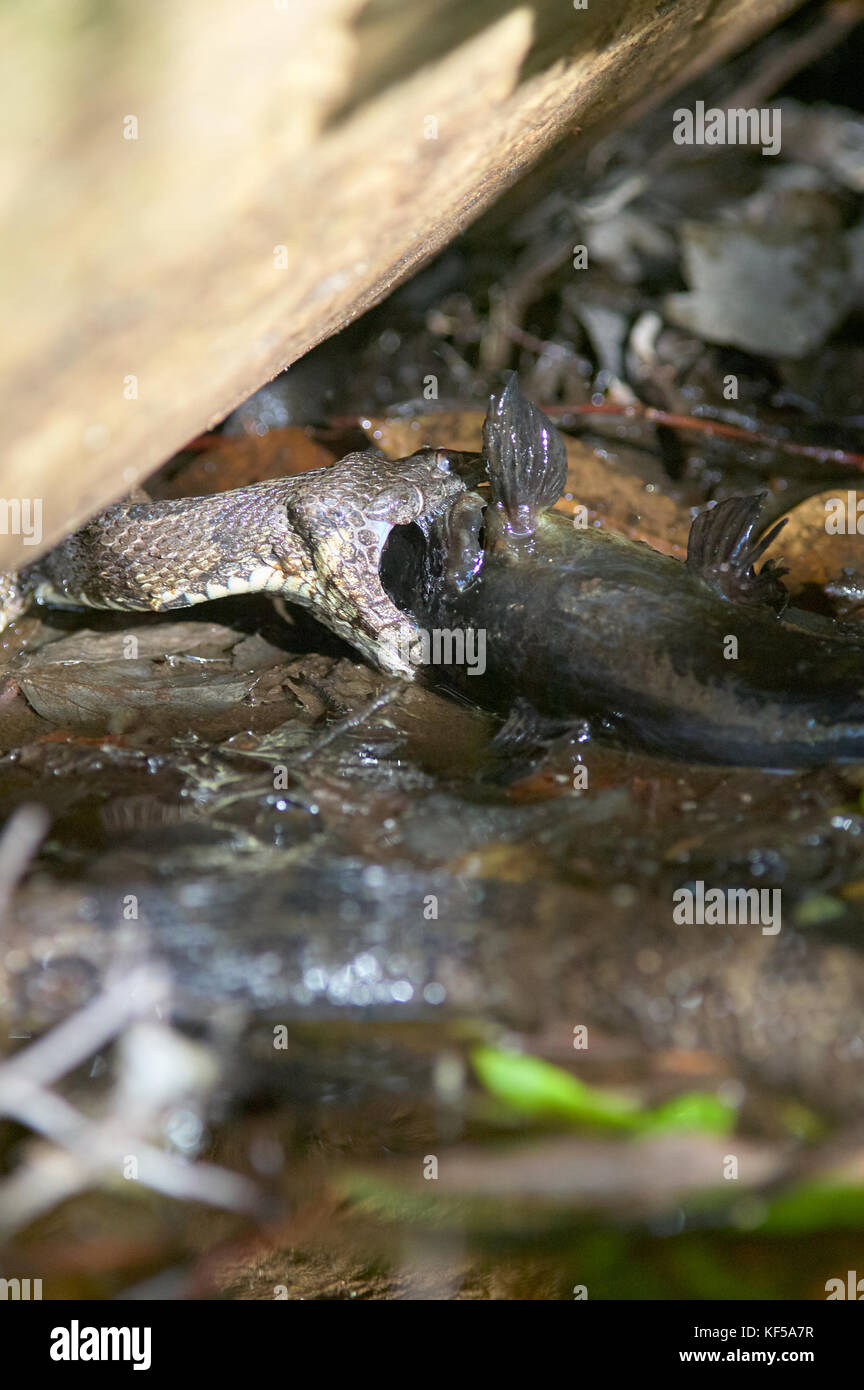 Water moccasin venomous snake killing catfish at Okefenokee Swamp ...