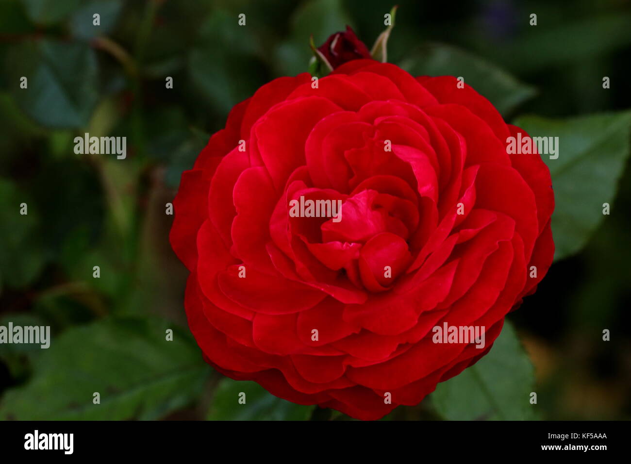red rose flower Stock Photo - Alamy
