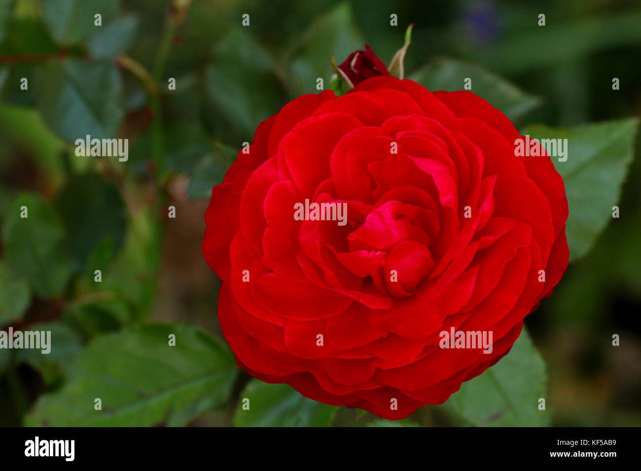 red rose flower Stock Photo - Alamy