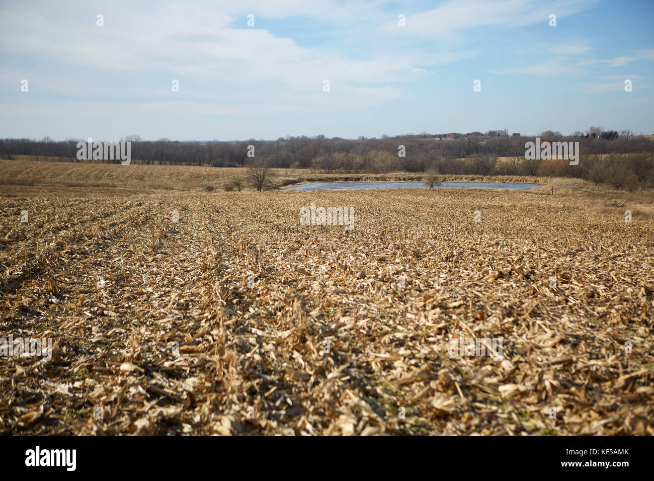 Rural scene of empty dry cornfield after harvest Stock Photo - Alamy