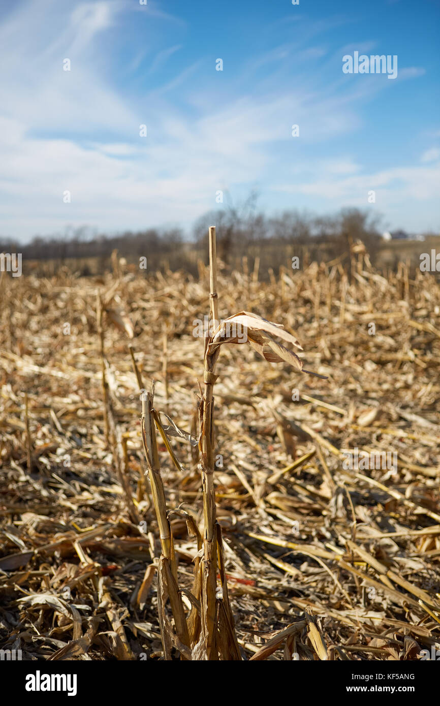 Corn blade hi-res stock photography and images - Alamy