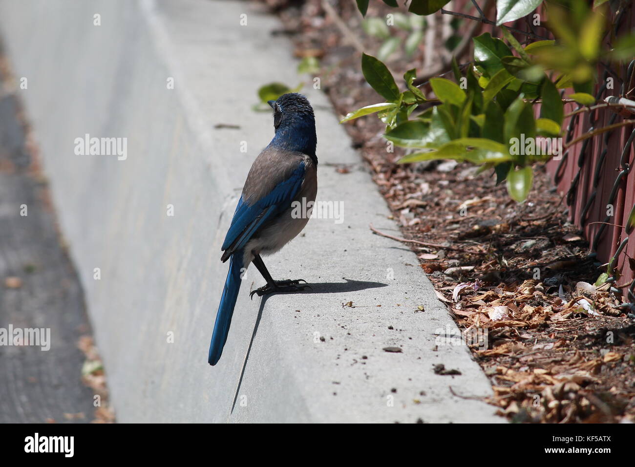 Bird in city scape hi-res stock photography and images - Alamy