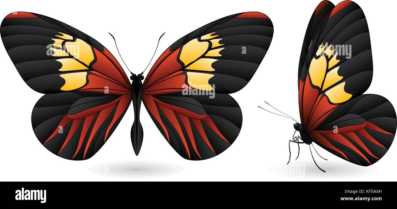 Butterfly silhouette side view Cut Out Stock Images & Pictures - Alamy