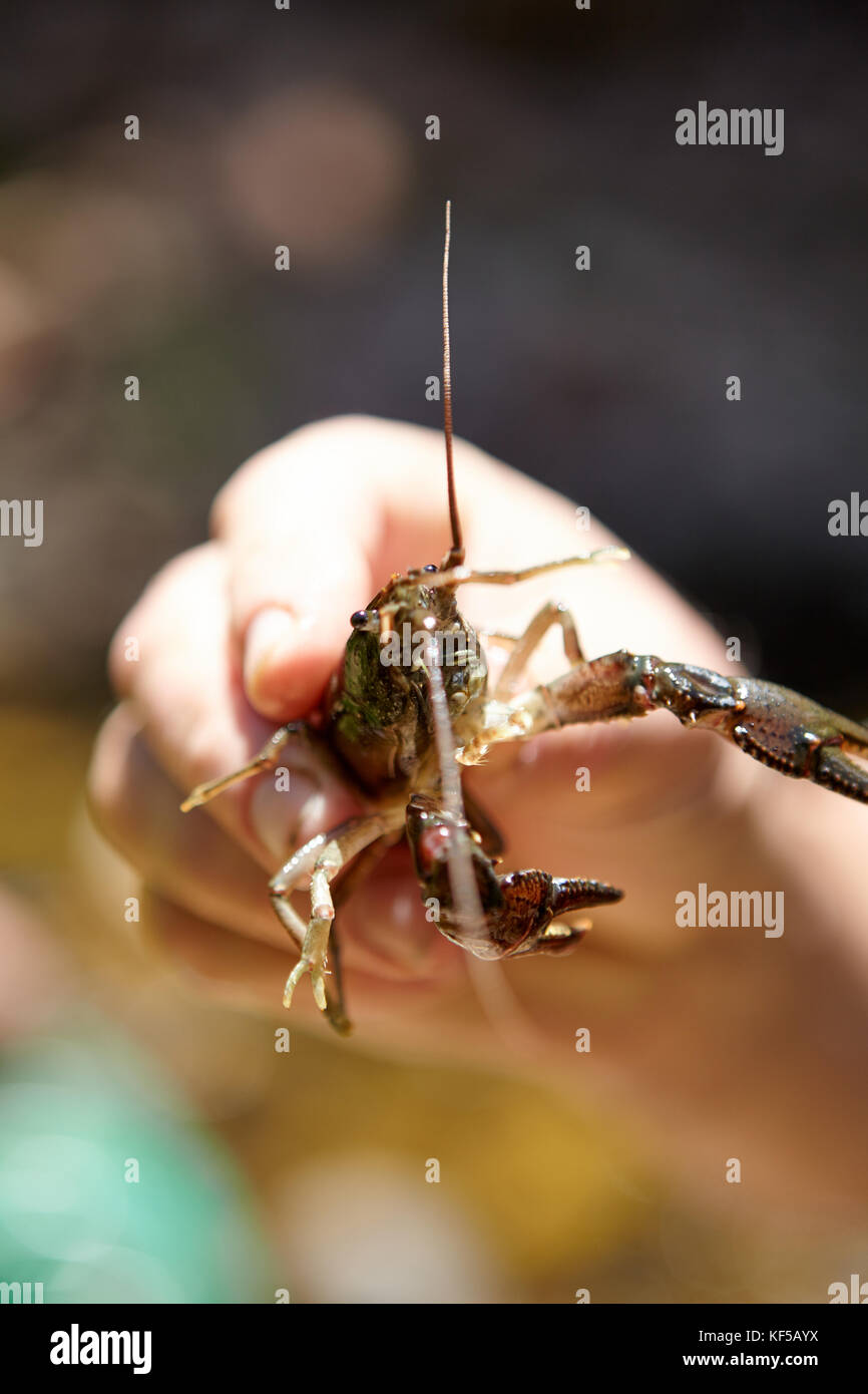 Person holding a live freshwater lobster, crayfish, crawfish, crawdad ...