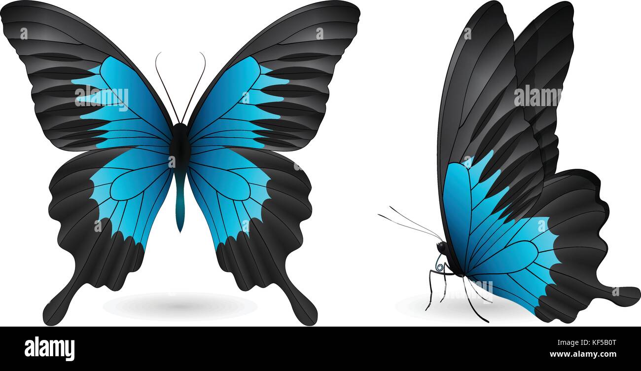 Set of colorful butterflies. Front and side view Stock Vector Image ...