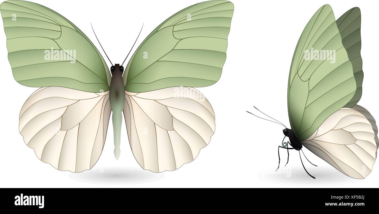 Set of colorful butterflies. Front and side view Stock Vector Image ...