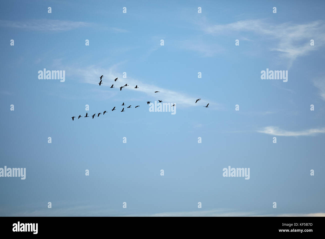 Silhouettes of migrating ducks flying in v formation against sky Stock ...