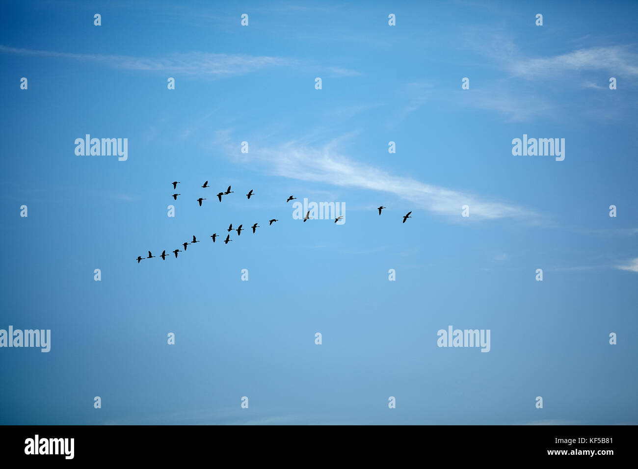 Flock of migrating birds flying in v formation against clouds in sky ...