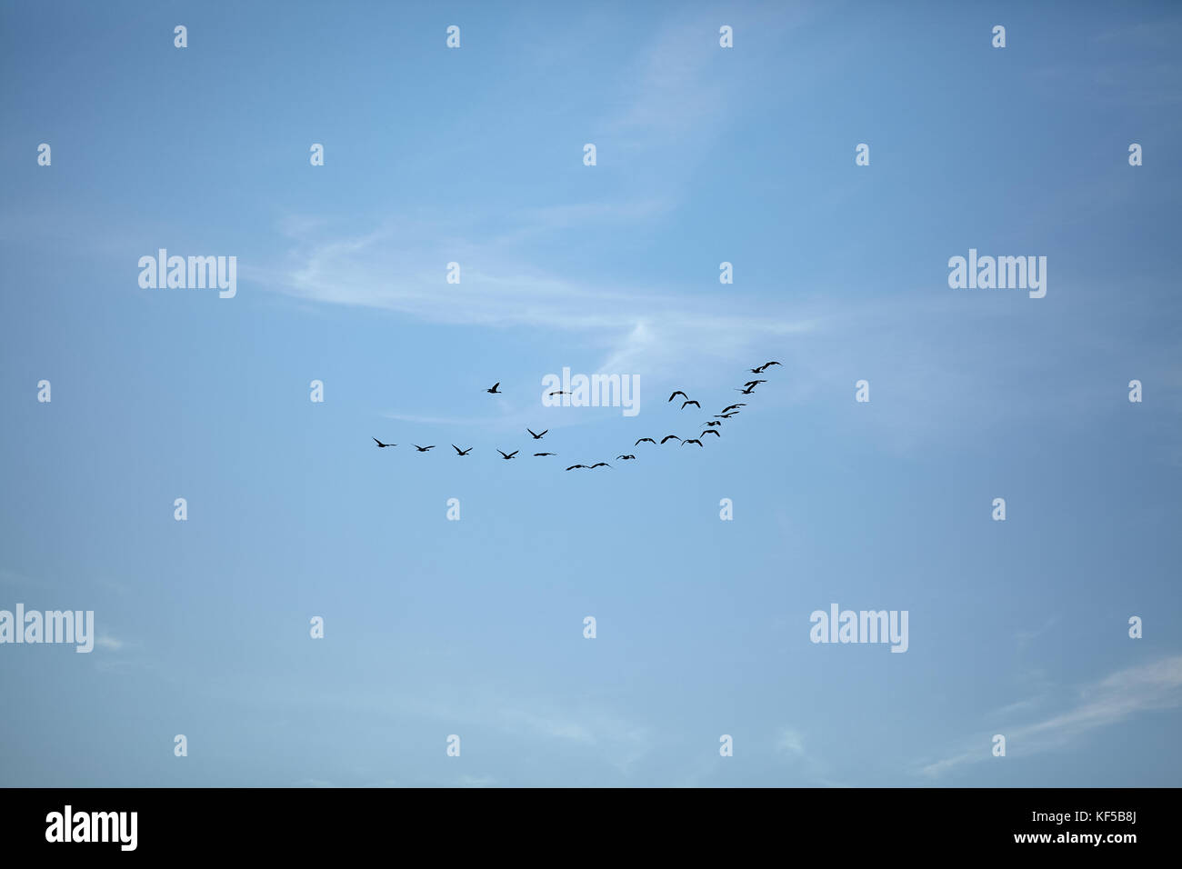 Flock of migrating ducks flying in formation against sky Stock Photo ...