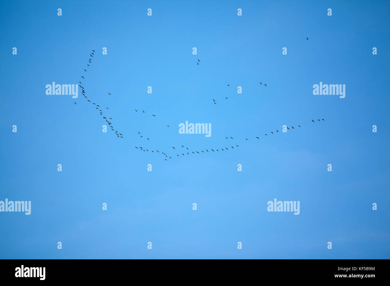 Flock of migrating birds grouping in formation during flight against ...