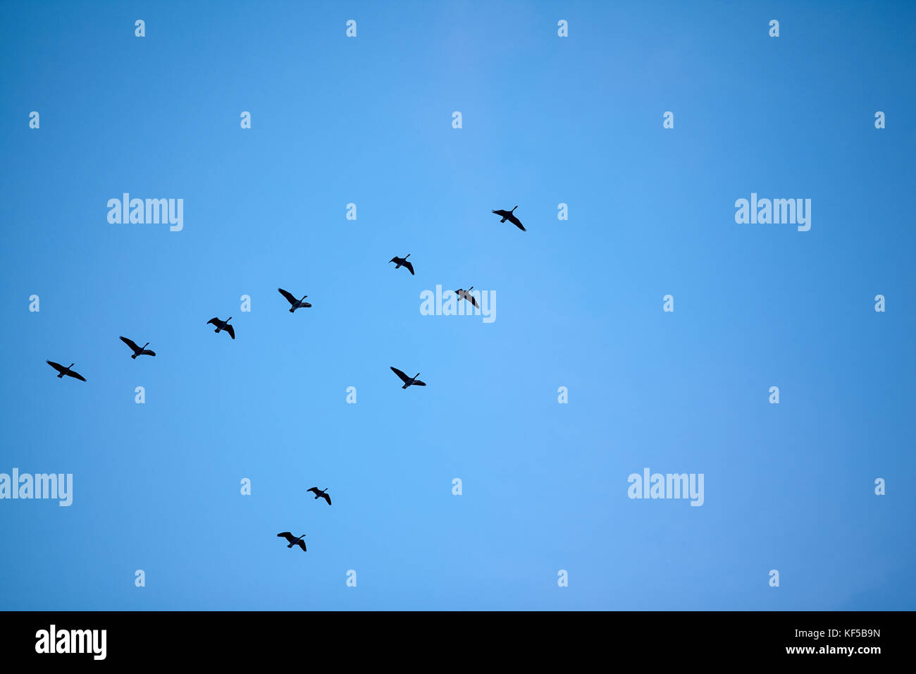 Flock of geese flying in v formation against clear blue sky Stock Photo ...