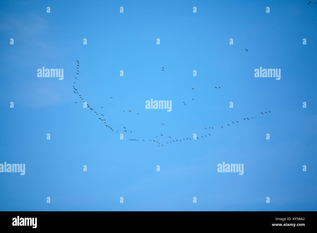 Flock of migrating geese grouping in formation during flight against ...
