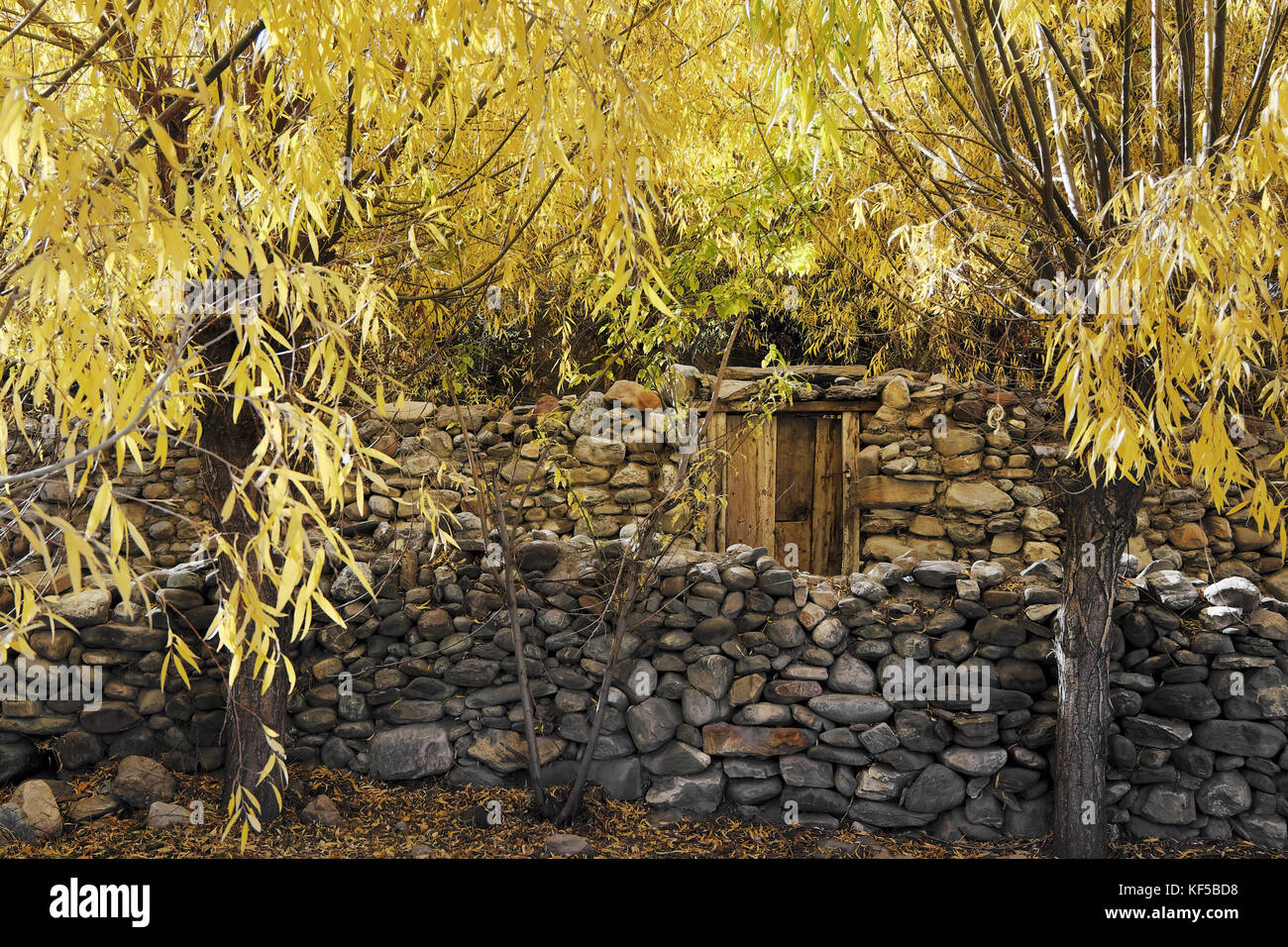Autumn trees with yellow leaves in a mountain village in Nepal Stock ...
