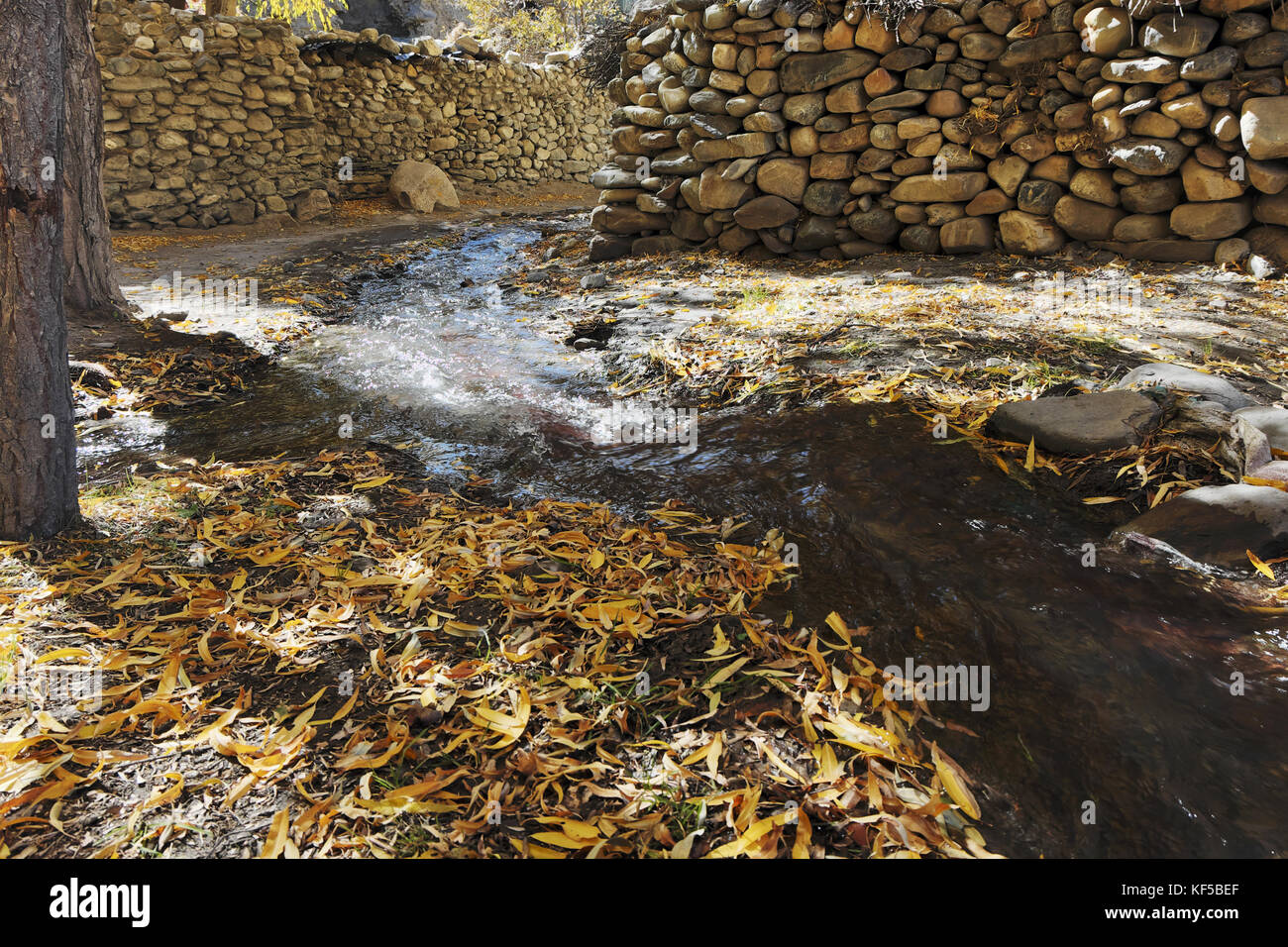 A street with a stream running along it and trees with yellow leaves in ...