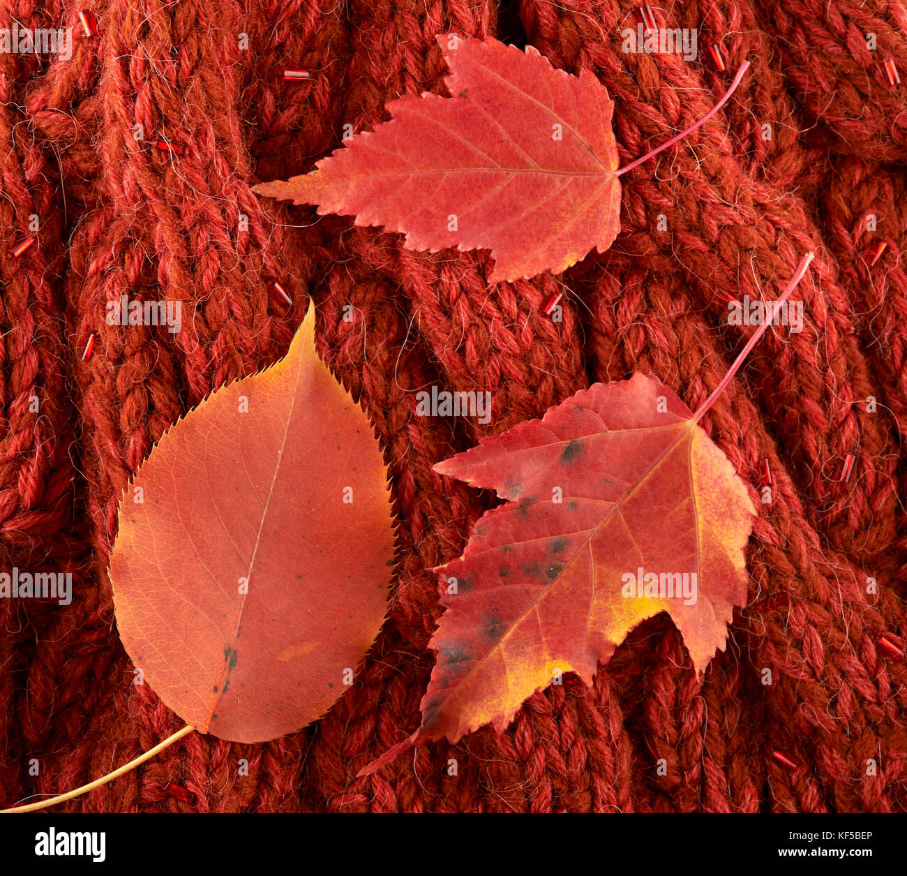 Tissue tracery hi-res stock photography and images - Alamy