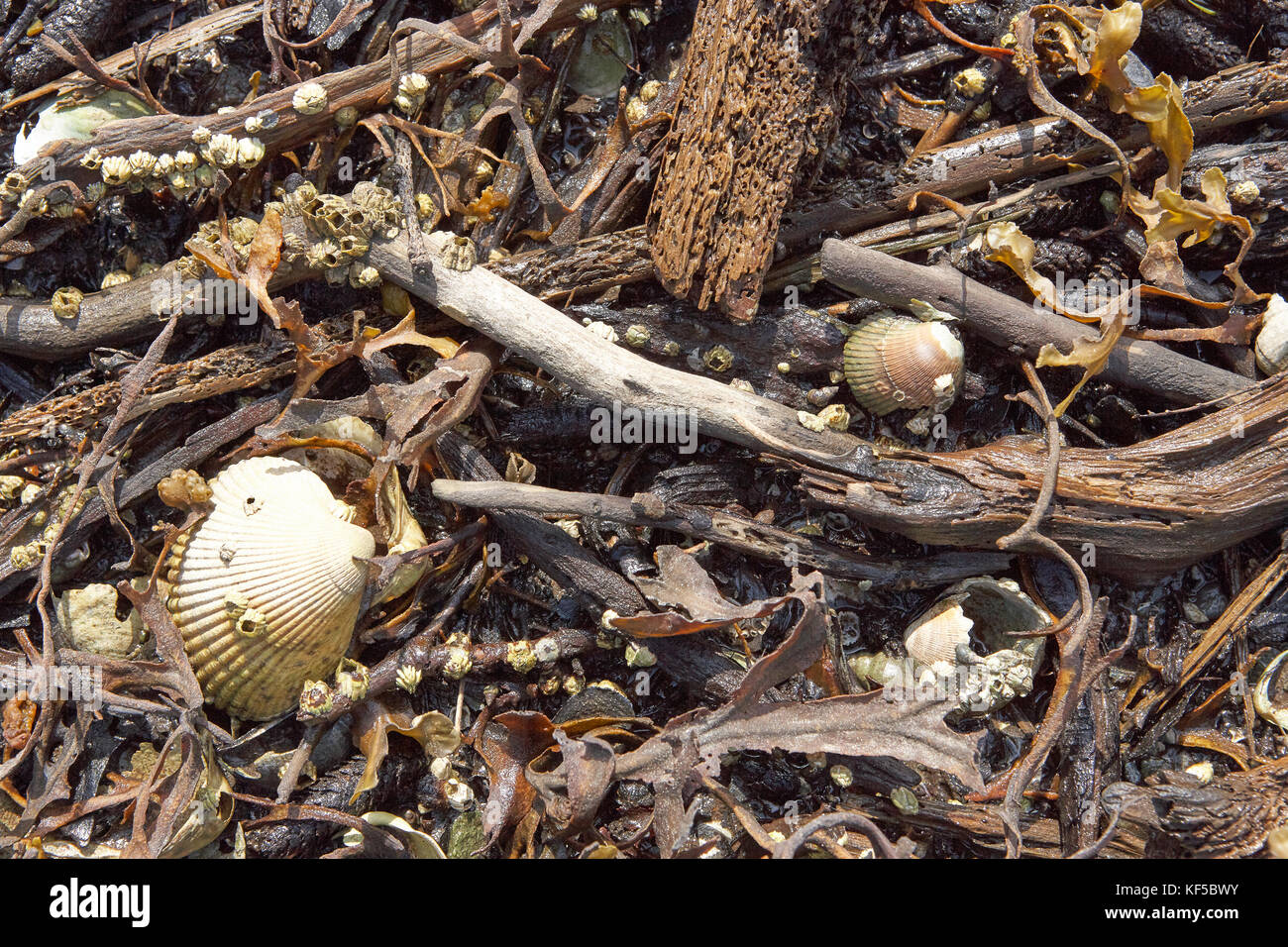 Scallop shell with barnacles lying on a seashore amongst flotsam of ...