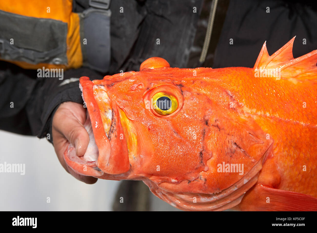 Orange Rockfish at Krista Guerrero blog