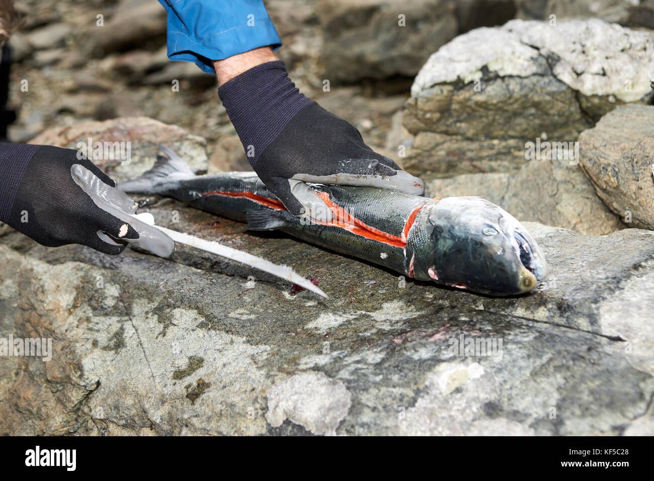 Person cutting fresh fish into fillets using knife on large stone Stock ...