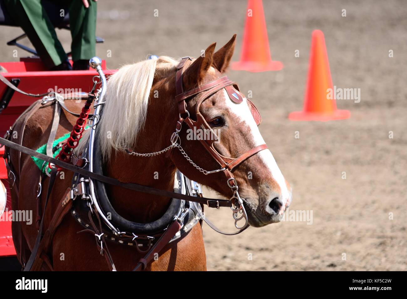 Draft horse hi-res stock photography and images - Alamy