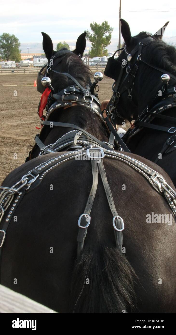 Driving harness hi-res stock photography and images - Alamy