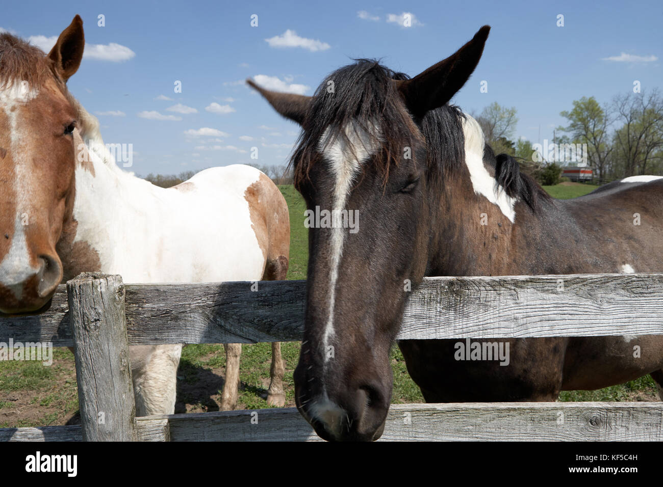 Brown horses wood fence hi-res stock photography and images - Alamy