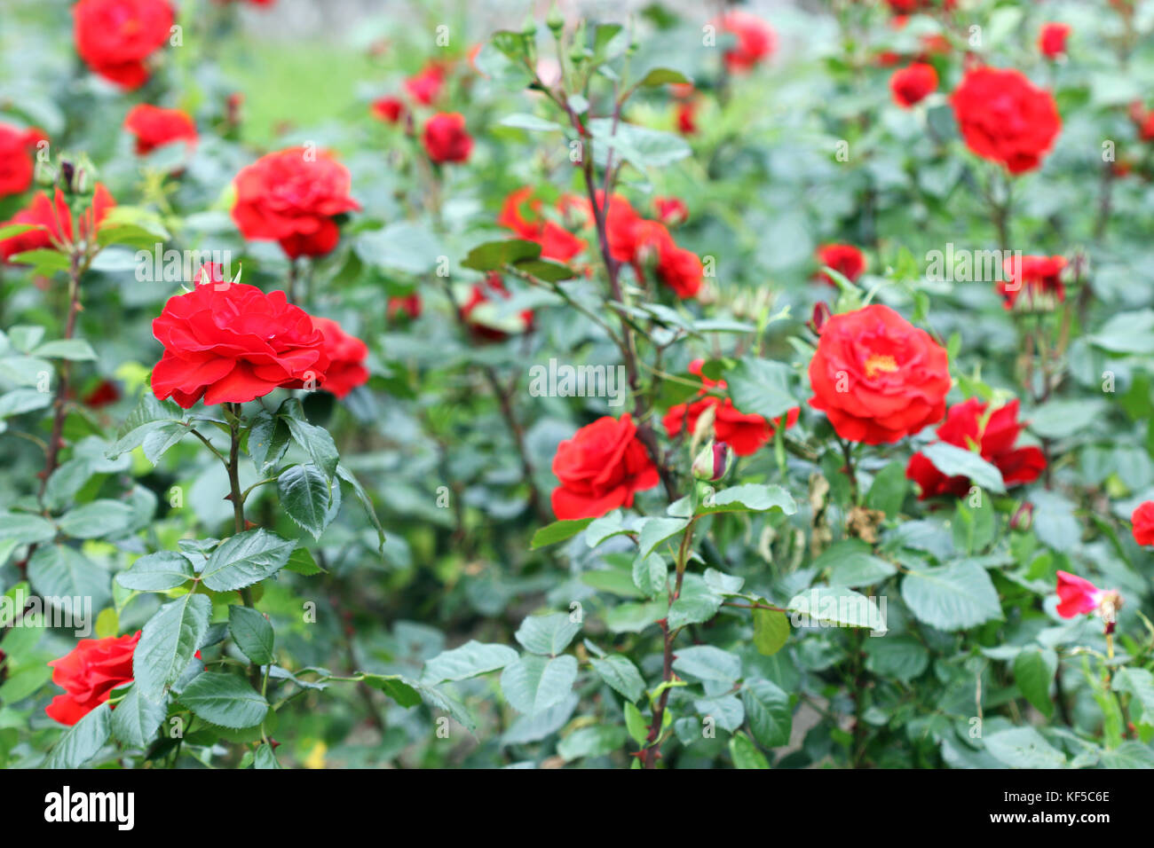 red roses flower garden spring season Stock Photo - Alamy