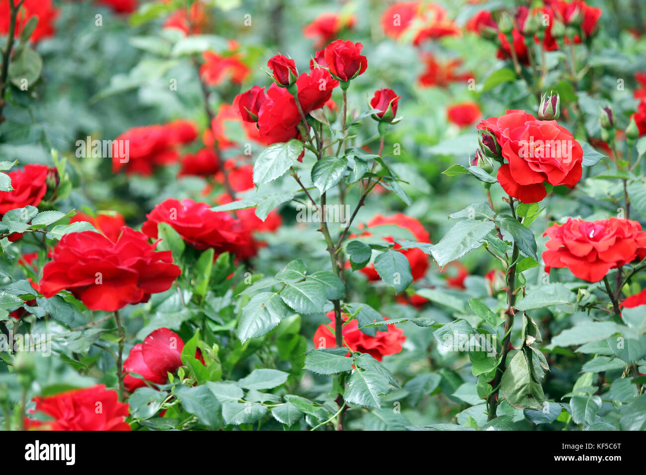 roses flower garden nature spring season Stock Photo - Alamy