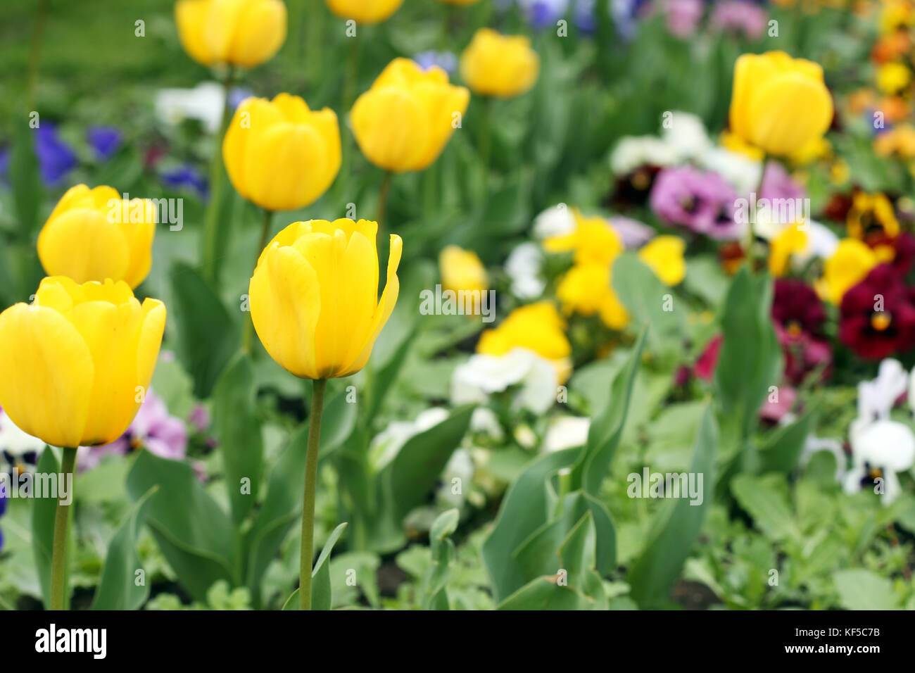 Yellow tulip flower garden spring season Stock Photo - Alamy