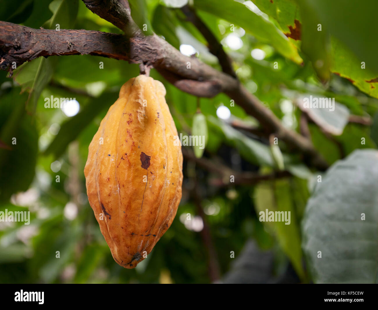Ripe cacao pod hi-res stock photography and images - Alamy