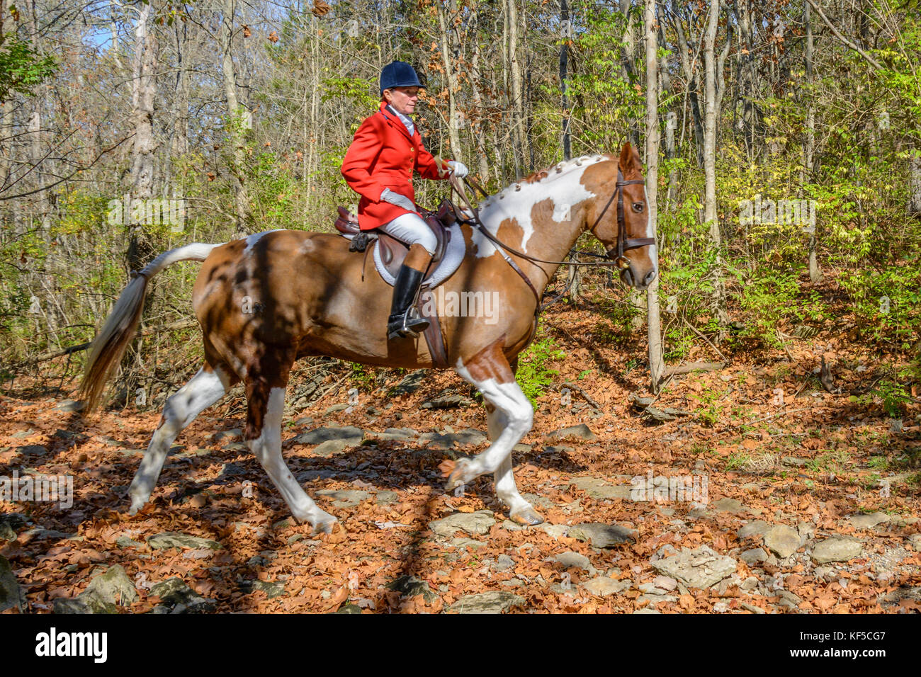 Huntsman hunting after the Annual Blessing of the Hounds at the ...
