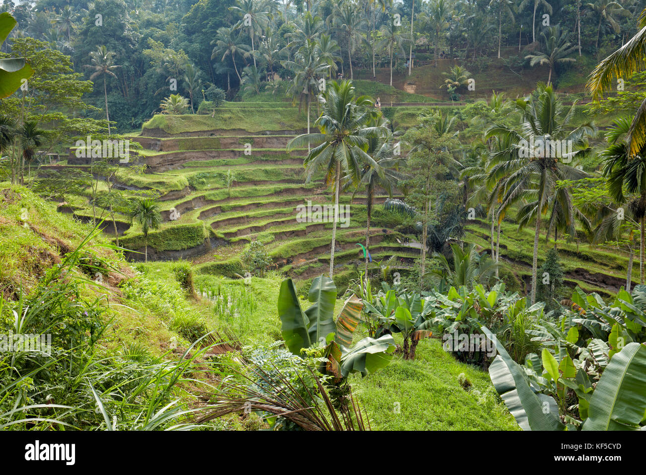 Lush green tegalalang rice terraces hi-res stock photography and images ...