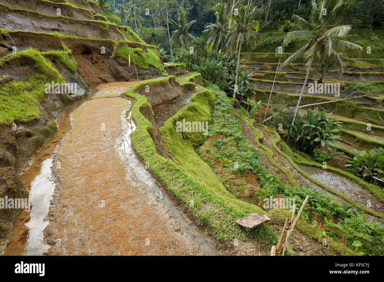 Tegalalang Rice Terrace. Tegalalang village, Bali, Indonesia Stock ...