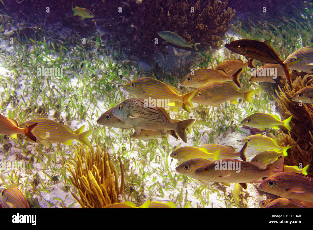 Mesoamerican barrier Great Mayan Reef grunt fishes in Riviera Maya ...