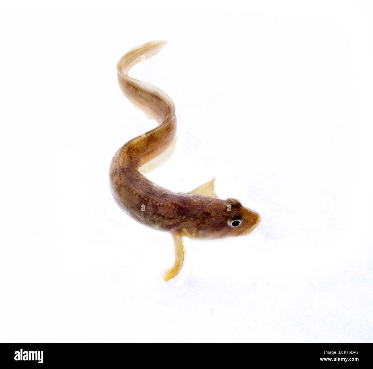 fish wriggles on a white background. very attractive animal in ...